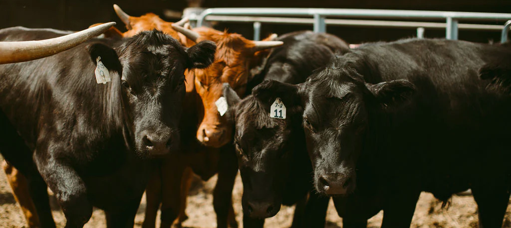 Beef Shares – Legacy Ranch American Wagyu